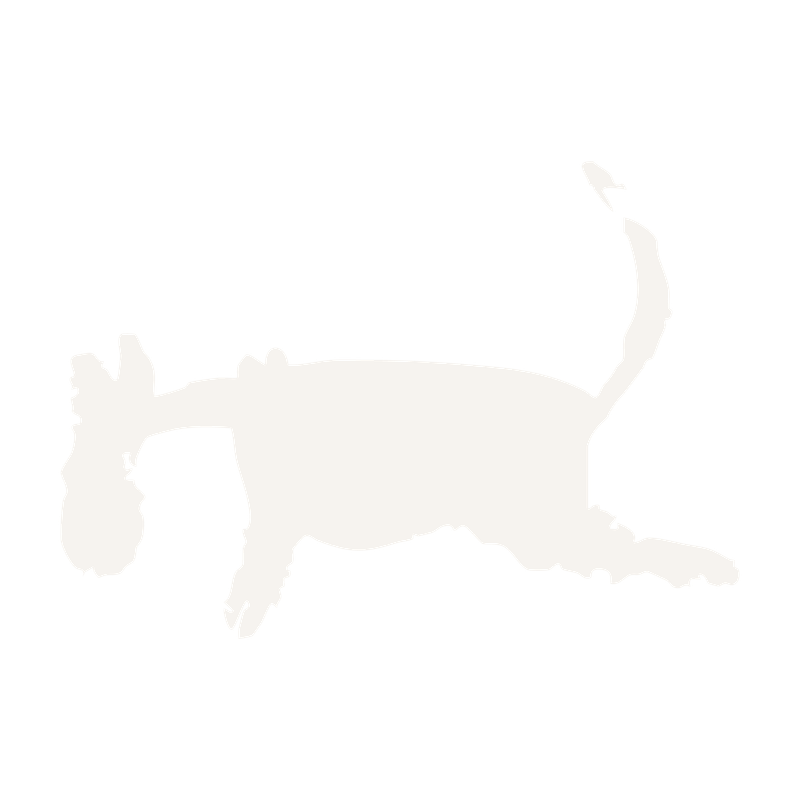 Black Dingo Cafe | The Best Cafe in Coolangatta