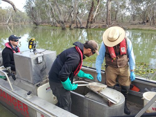 Murrumbidgee River System | Flow-MER