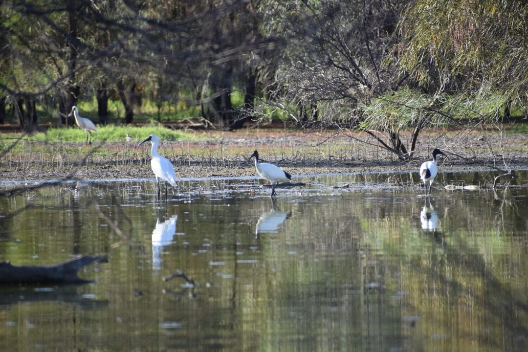 Ecosystem Diversity in the Basin | Flow-MER