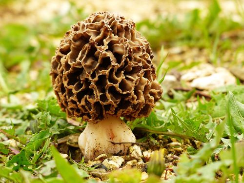 Harvesting and Finding Morel Mushrooms in Oregon: A Forager’s Guide