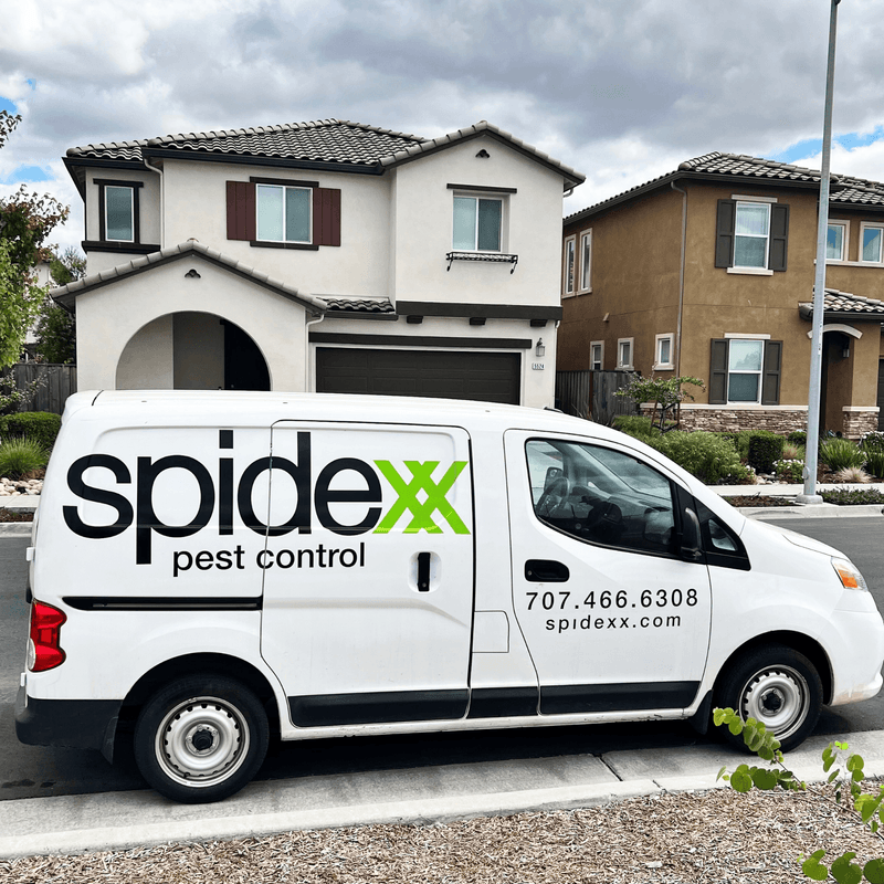 Spidexx | Expert Pest Control & Exterminator Service