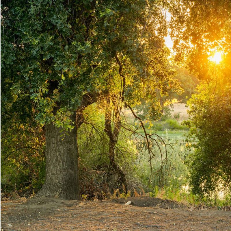 Tree Pod Burial Explained: Becoming a Tree After Death