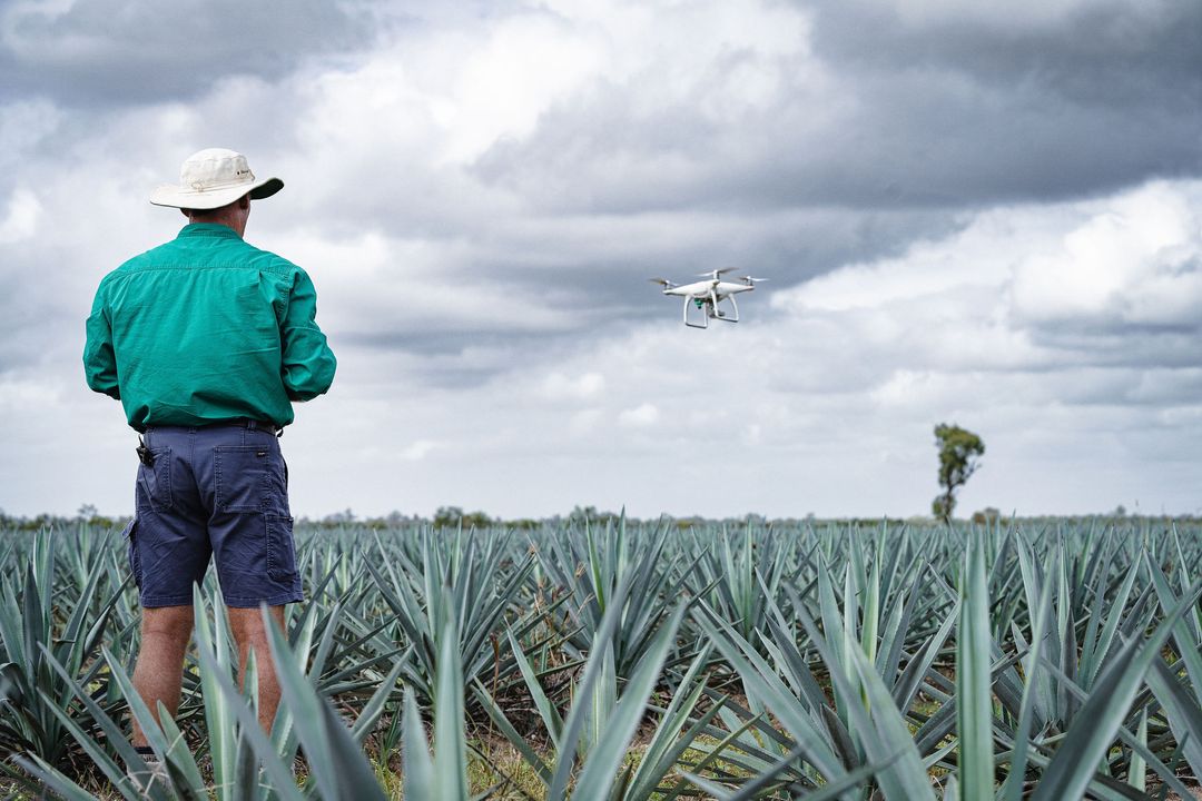 Agave Farm Australia | Australian Agave Project