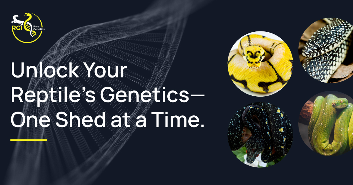 YouTube: Non-Morph Inheritable Traits? | Reptile Genetics Weekly Ep 141 ...