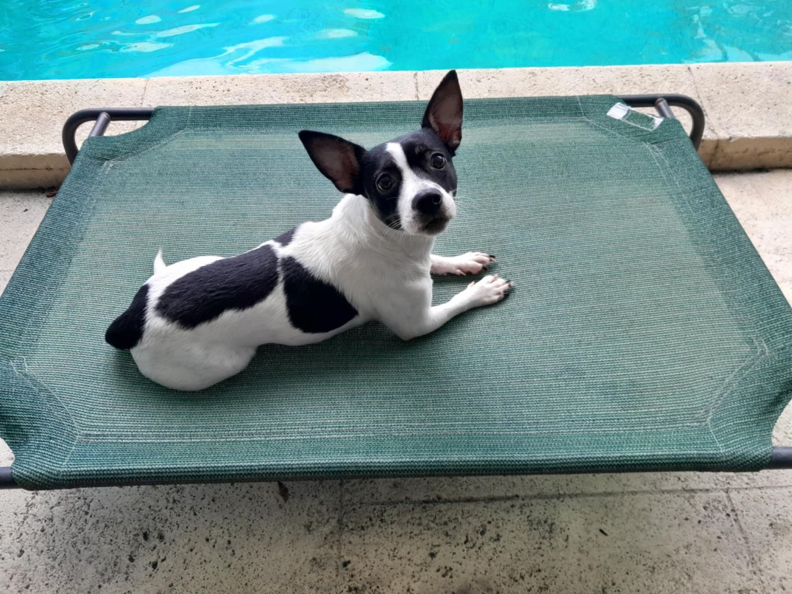 Helen the Rat Terrier | Adopt Me from Ratbone Rescue