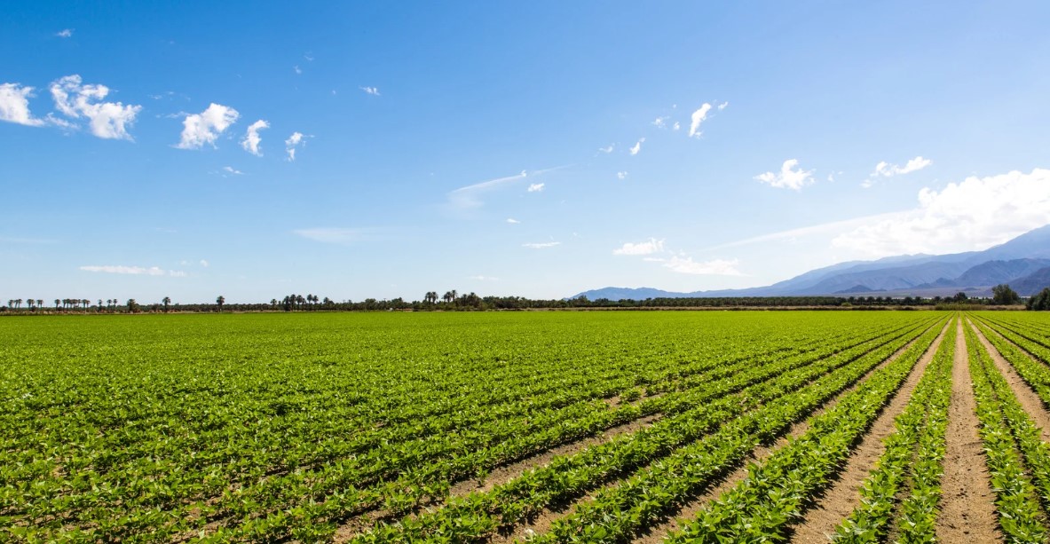 PRODUCTION MANAGER – VEGETABLES (FIELD GROWN) – FM2358