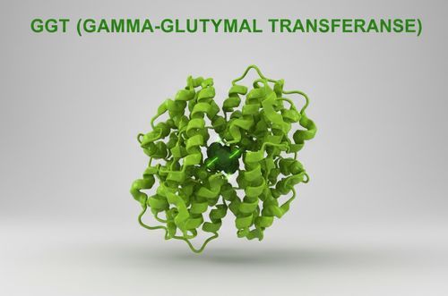 GGT Blood Test: What It Means, Why It Matters, and How to Track It at ...