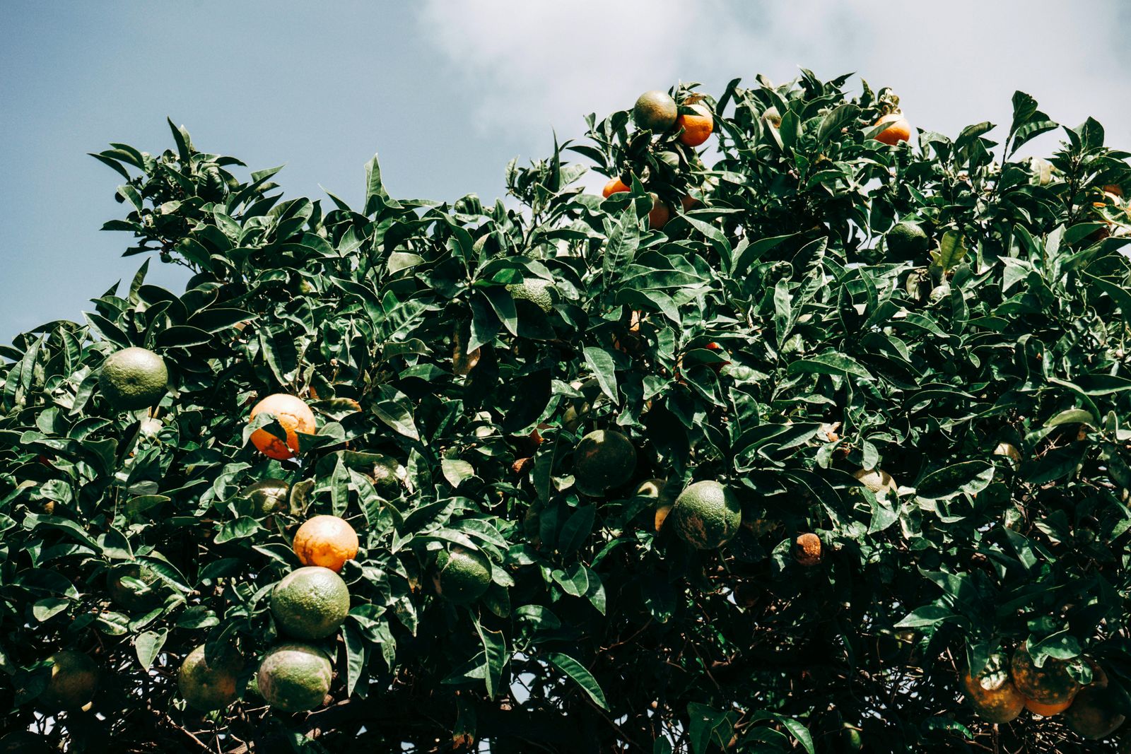 Makeen Advisors: From Ambiguity to Action: How Structured Problem Solving Uses Issue Trees to ...