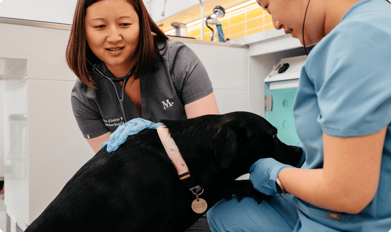 Find a fulfilling career at Modern Animal