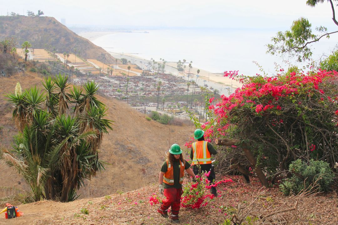 Wildfire Recovery
