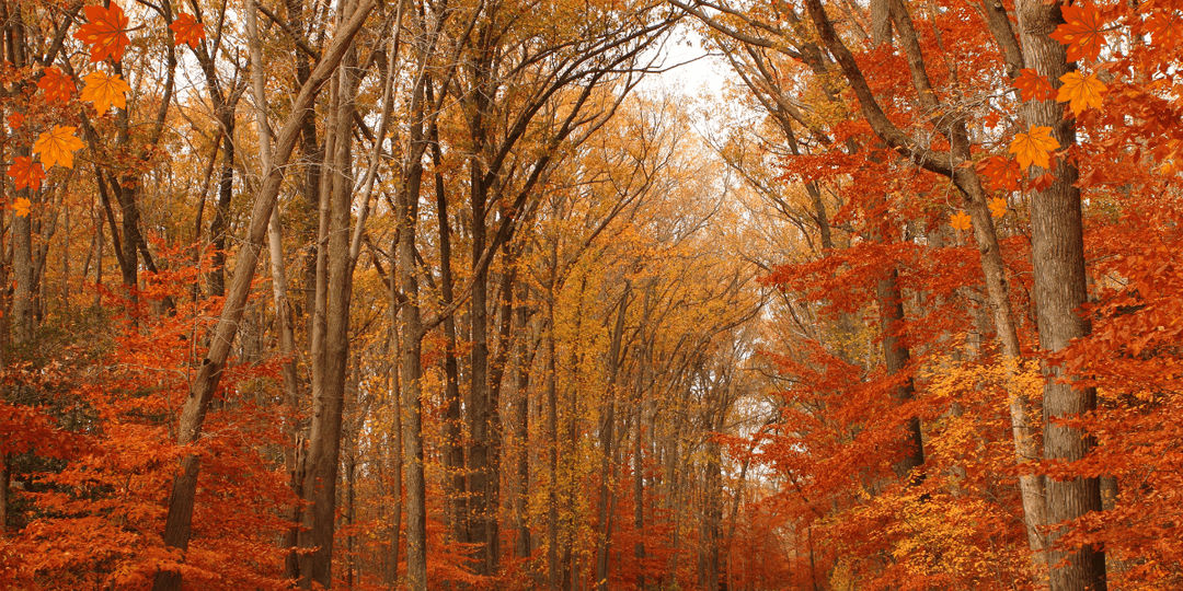 What the Research Says About Fall Attendance and High Impact Steps to ...