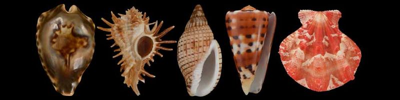 simon's-specimen-shells