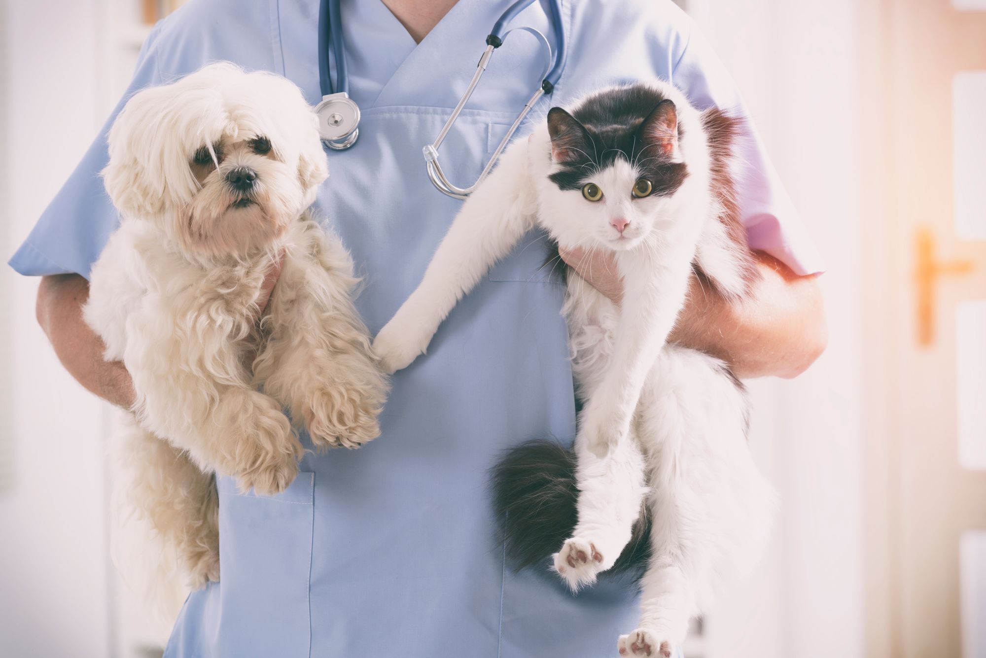 Who We Serve | Vetspire