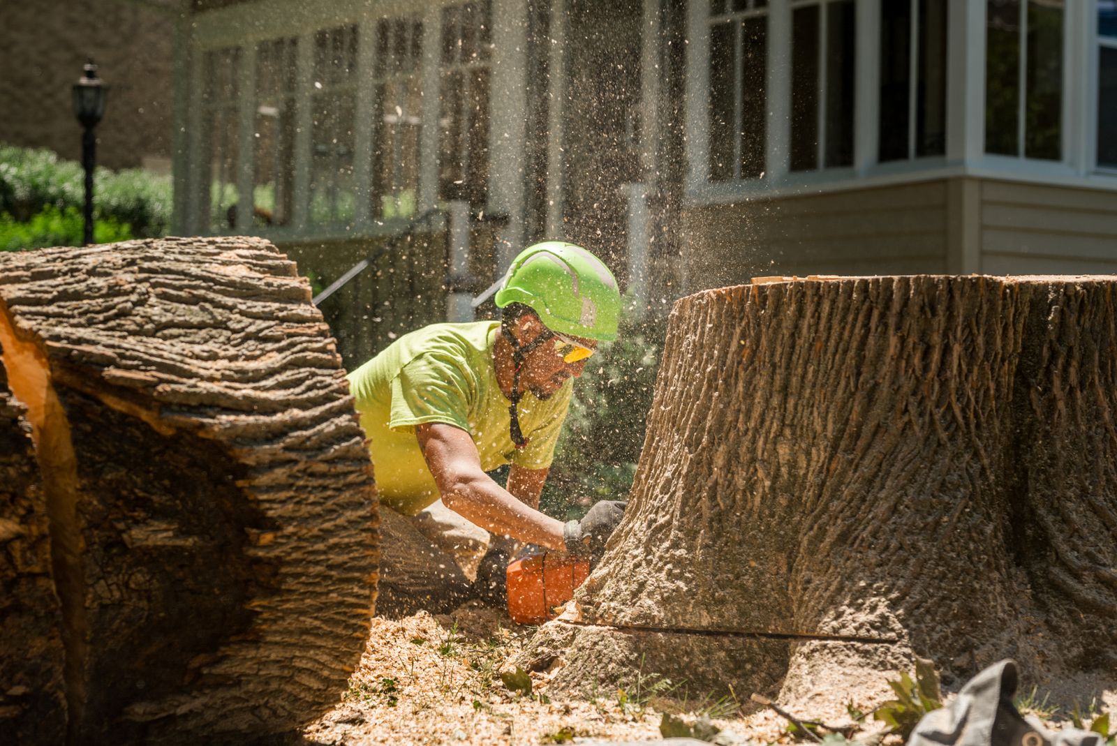 Environmental Impact and Property Value: Why Tree Mitigation Matters ...