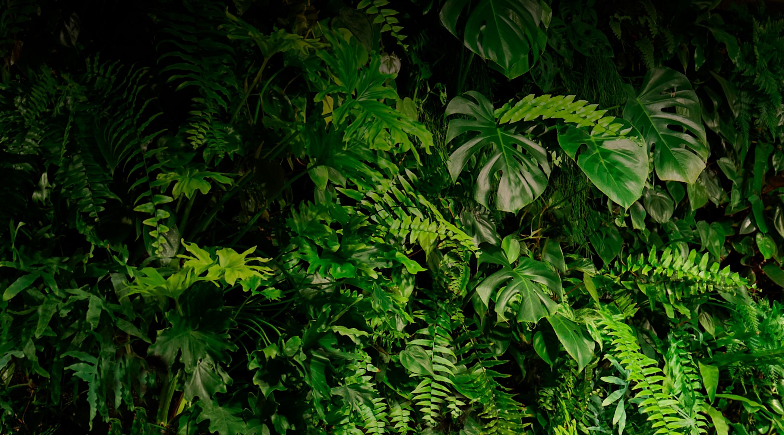 Outside In - Custom Commercial Greenery Solutions NZ