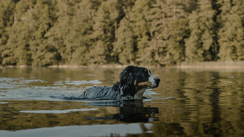 Top Dog-Friendly Lakefront Rentals in Michigan for Your Next Getaway
