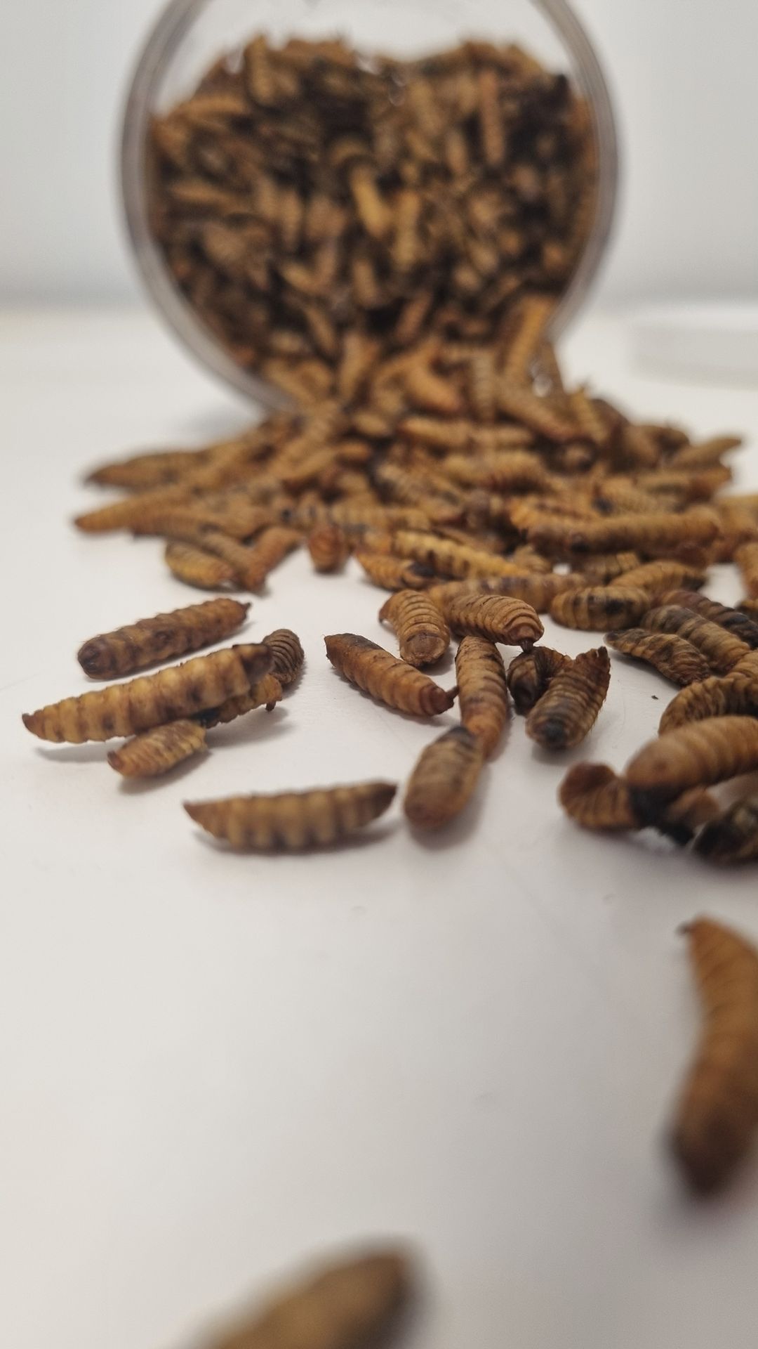 Insects Bioconversion Technologies