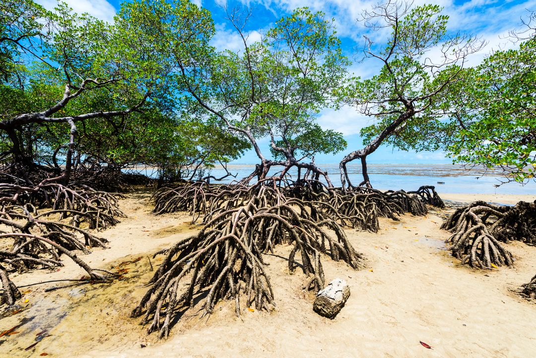 Mangrove Breakthrough | Rewiring how the world values mangroves