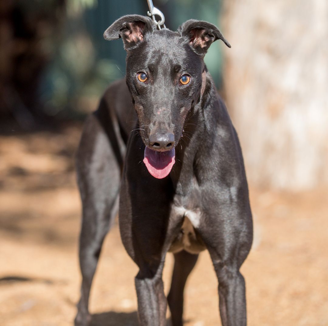 Adopt a Greyhound & Welcome a New Best Friend | Greyhound Adoption ...