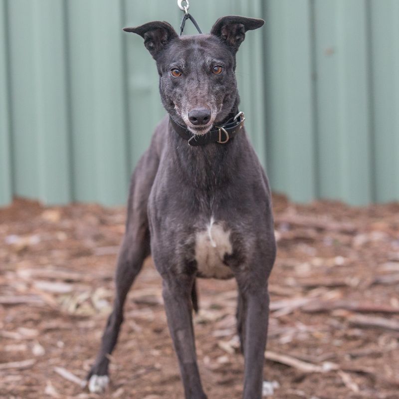 Adopt a Greyhound & Welcome a New Best Friend | Greyhound Adoption ...