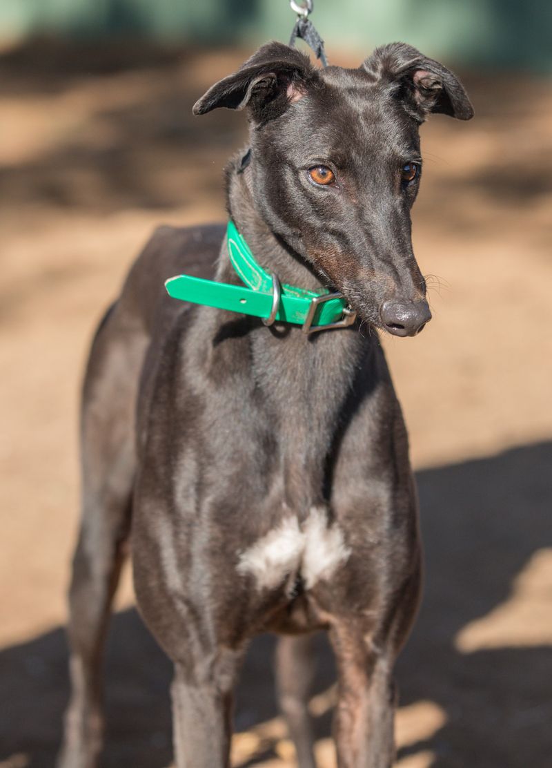 Greyhounds as Pets | Greyhound Adoption Program (GAP)