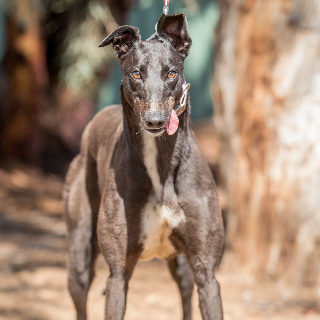 Greyhounds as Pets | Greyhound Adoption Program (GAP)
