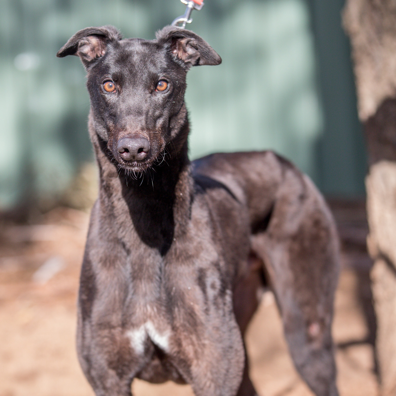 Greyhounds as Pets | Greyhound Adoption Program (GAP)