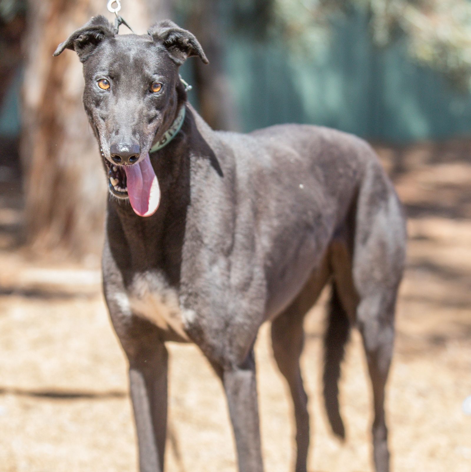 Adopt Bing ARP | Greyhound Adoption Program (GAP)