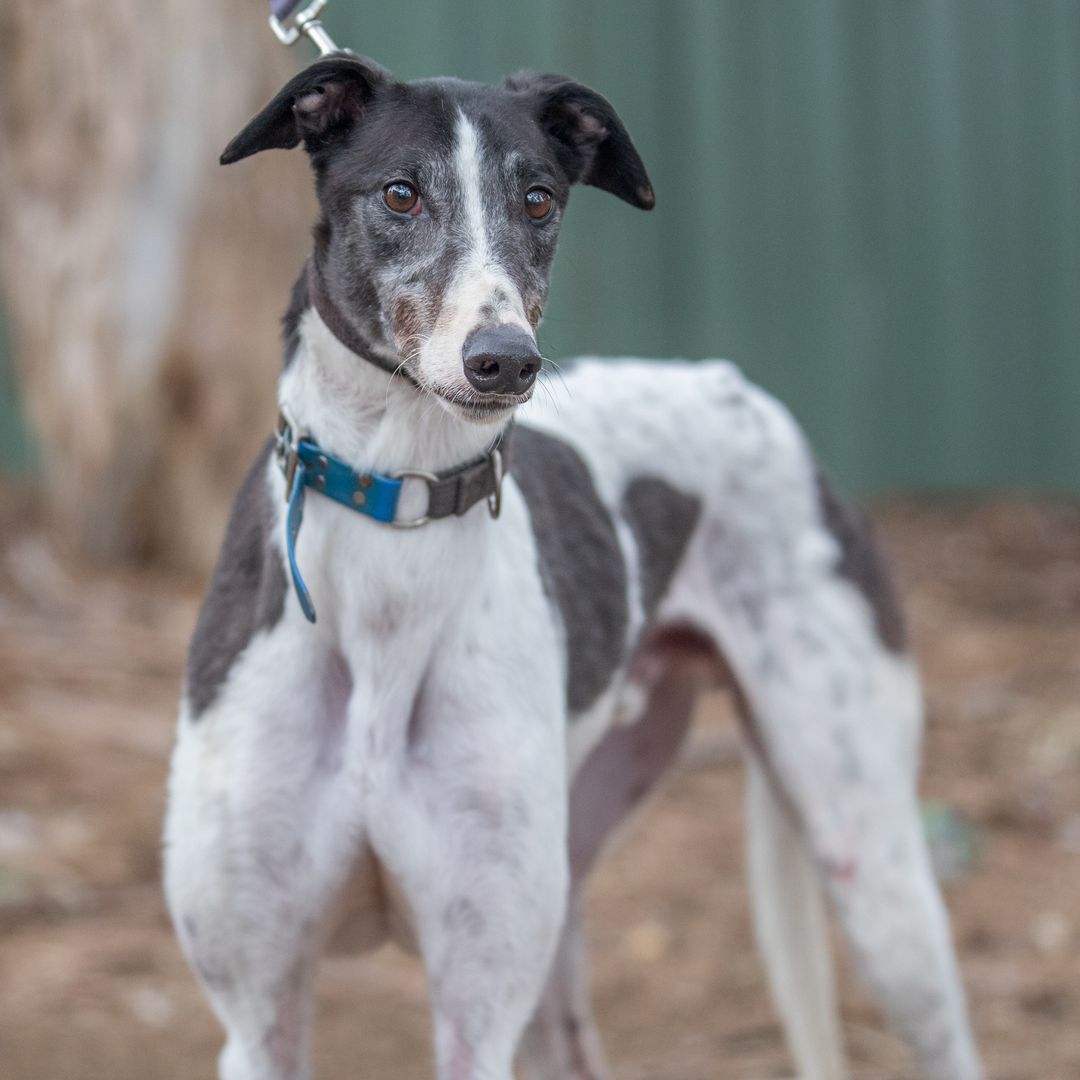 Adopt a Greyhound & Welcome a New Best Friend | Greyhound Adoption ...