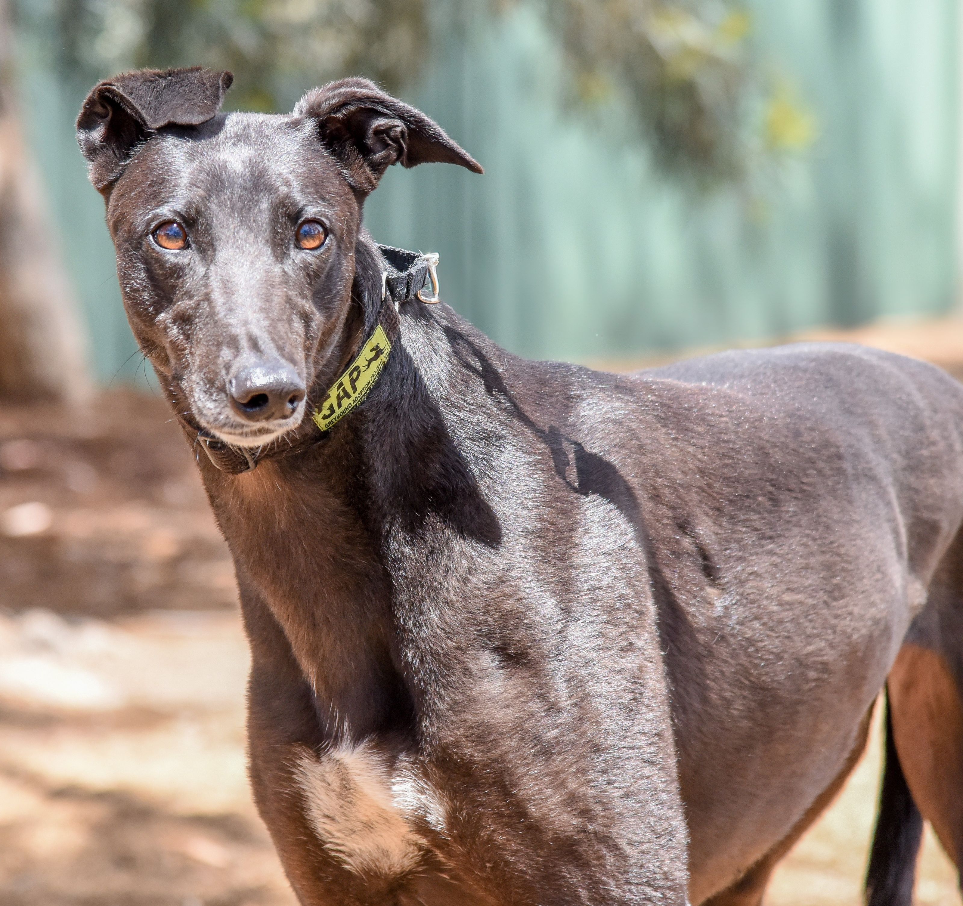 How to Adopt a Greyhound | Greyhound Adoption Program (GAP)
