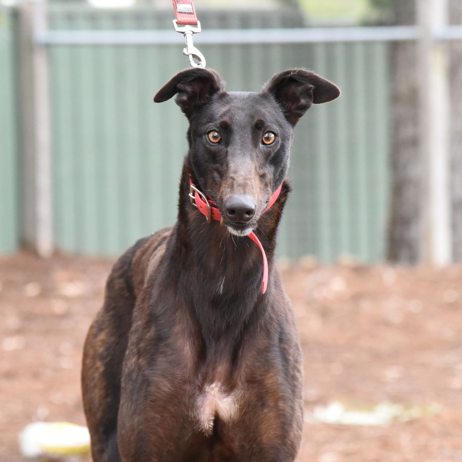 Adopt a Greyhound & Welcome a New Best Friend | Greyhound Adoption ...