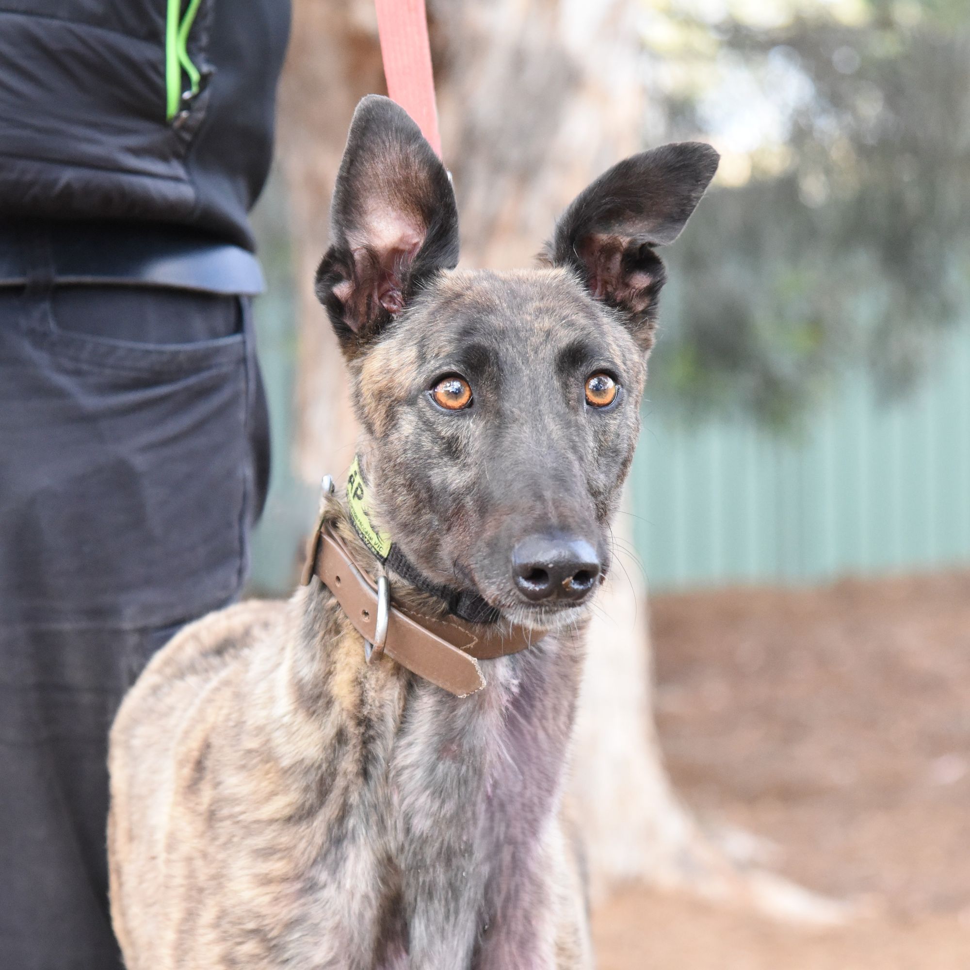Adopt a Greyhound & Welcome a New Best Friend | Greyhound Adoption ...