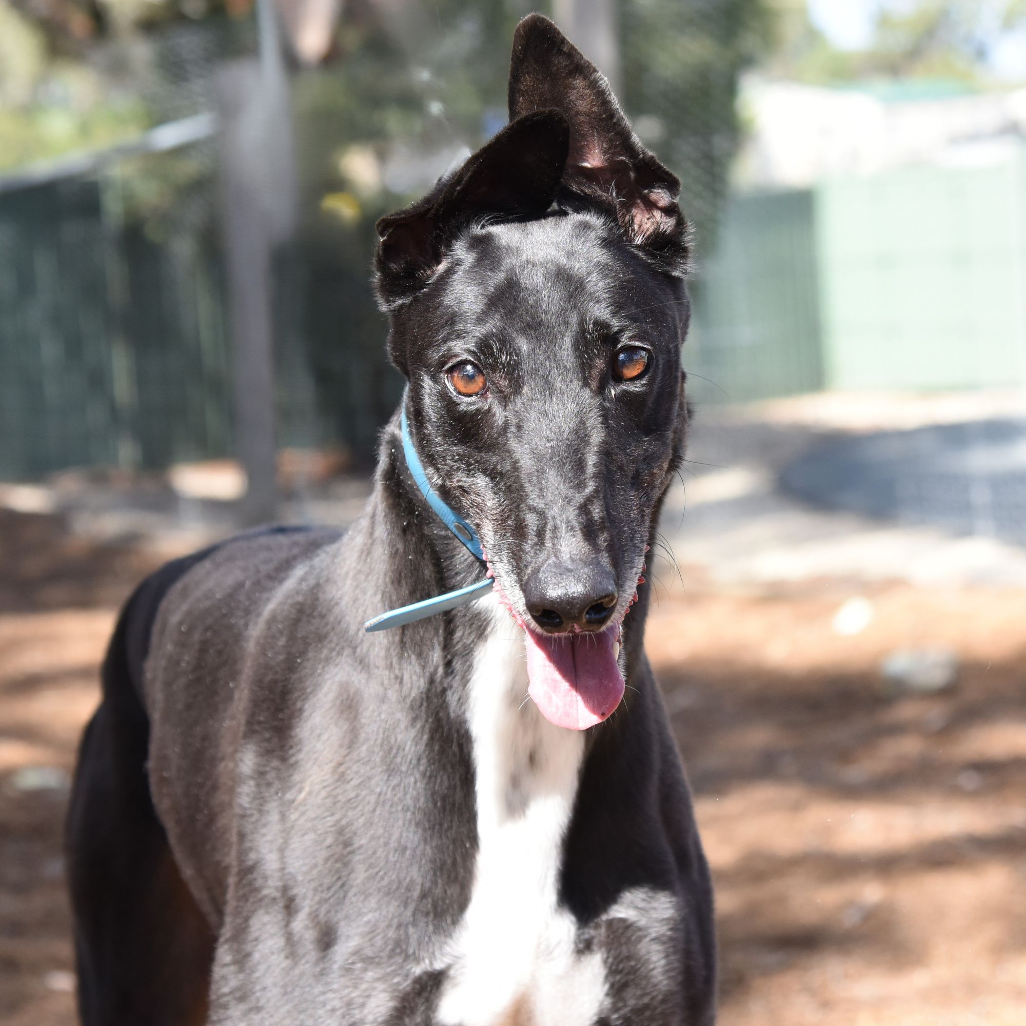 Adopt a Greyhound in Victoria | Greyhound Adoption Program (GAP)