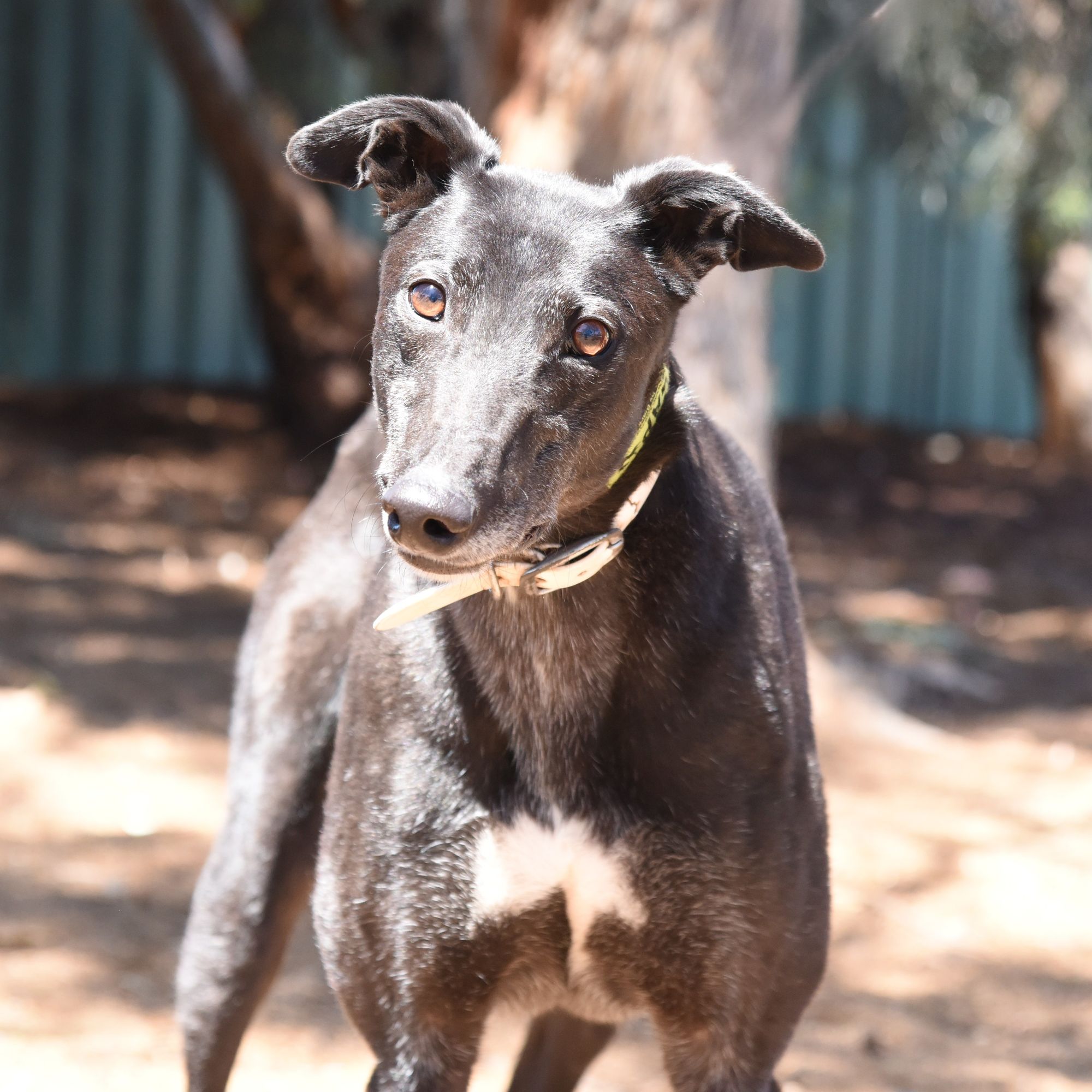 Greyhound Eye Disease – Pannus | Greyhound Adoption Program (GAP)