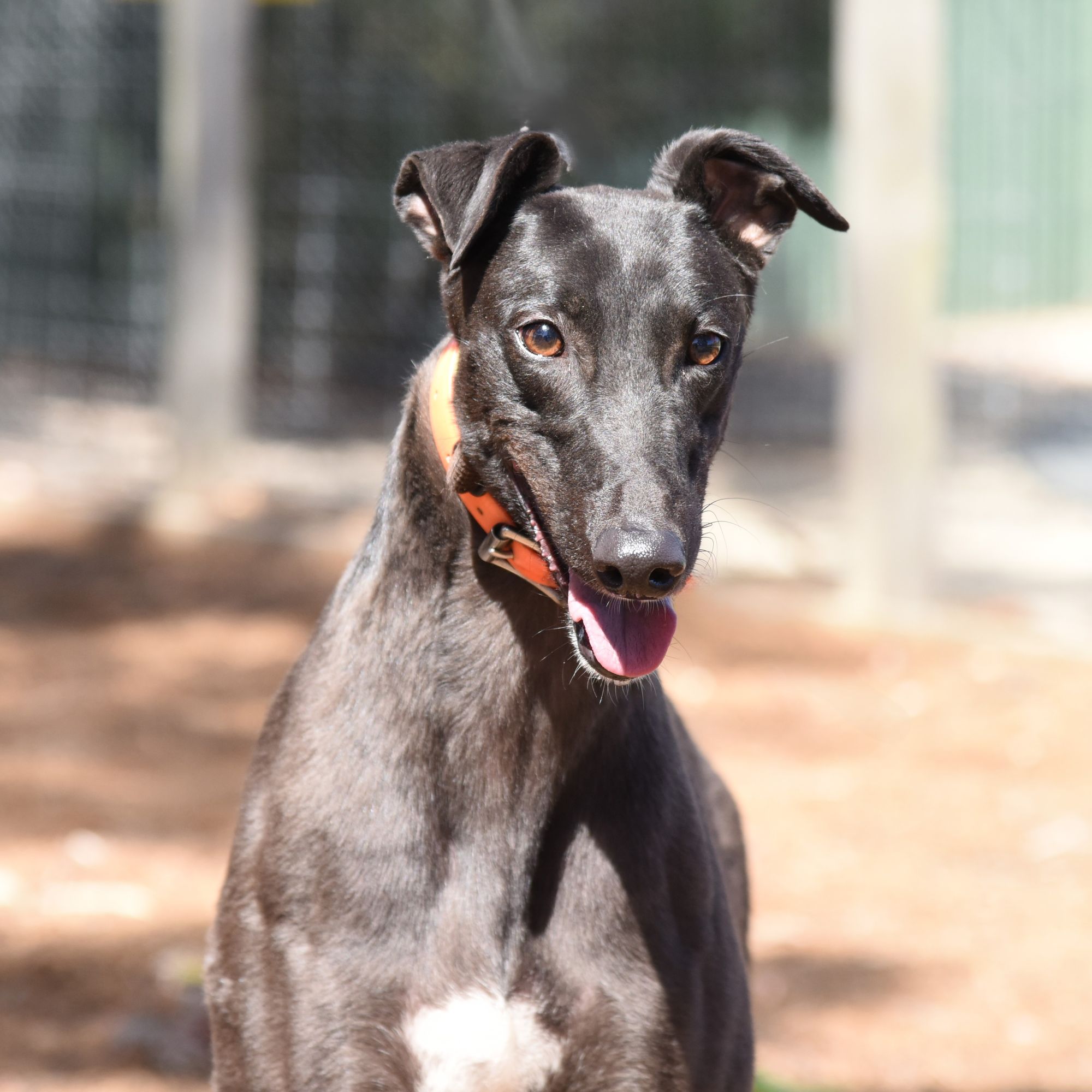 Greyhound Eye Disease – Pannus | Greyhound Adoption Program (GAP)