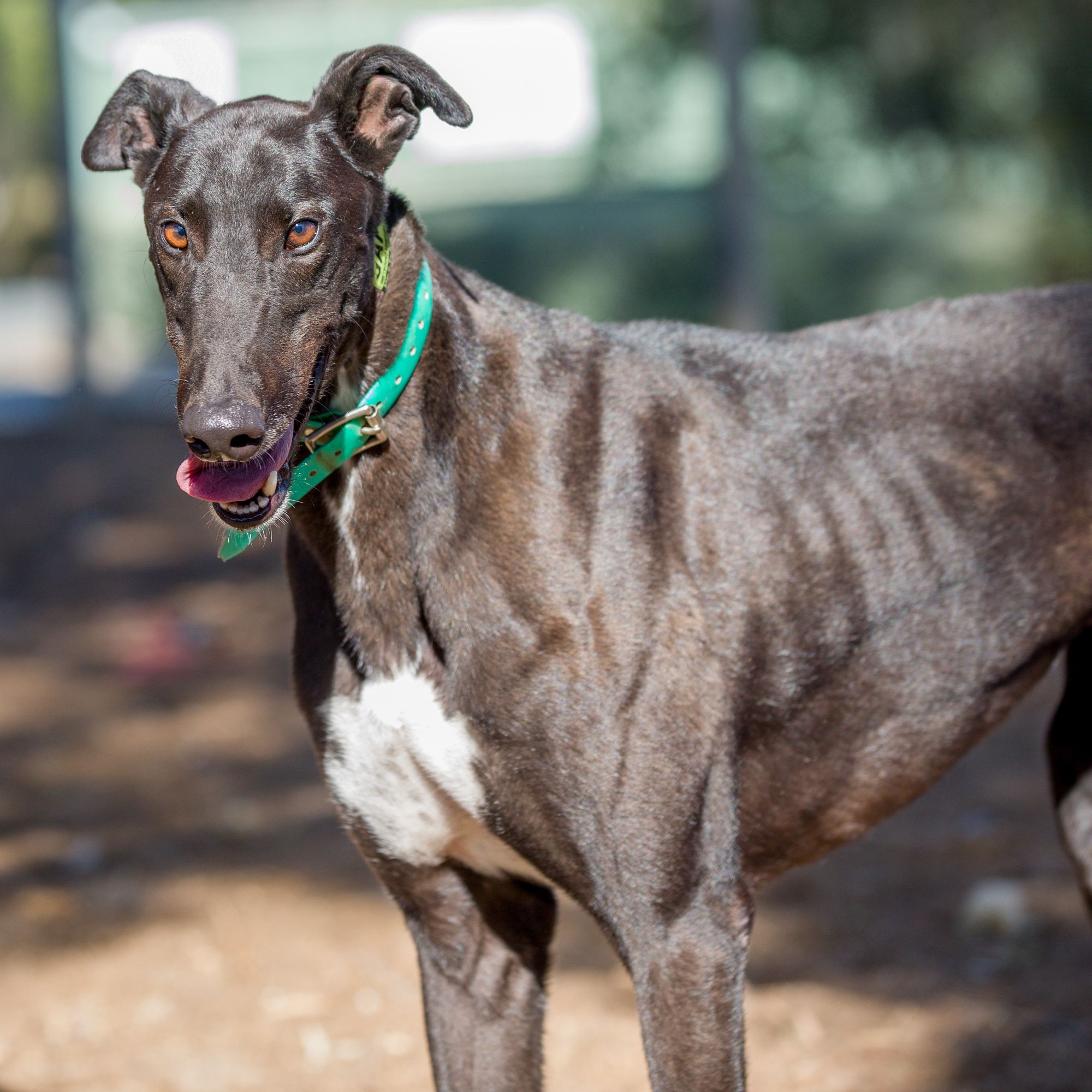 Greyhounds as Pets | Greyhound Adoption Program (GAP)