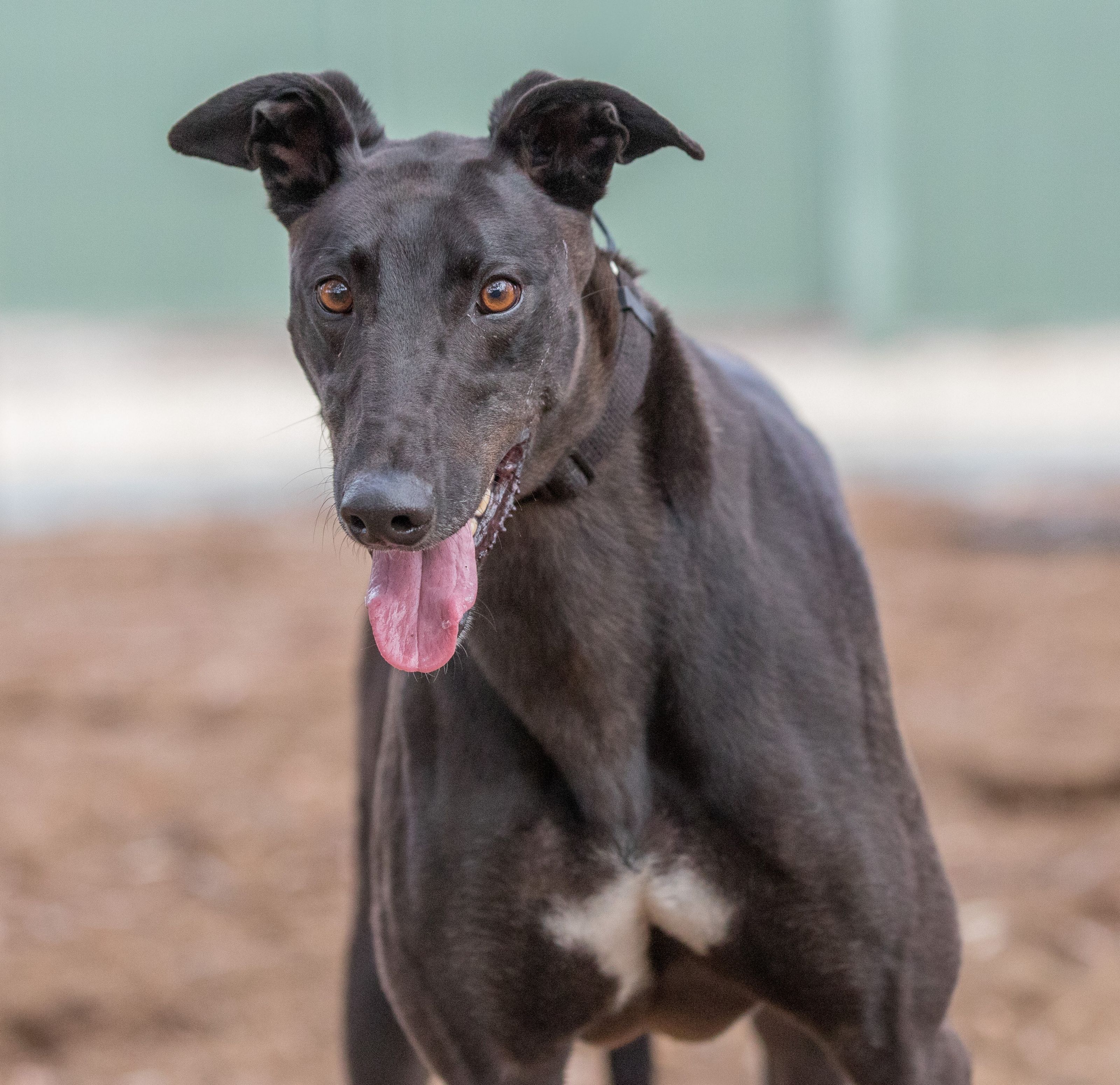 Adopt a Greyhound & Welcome a New Best Friend | Greyhound Adoption ...