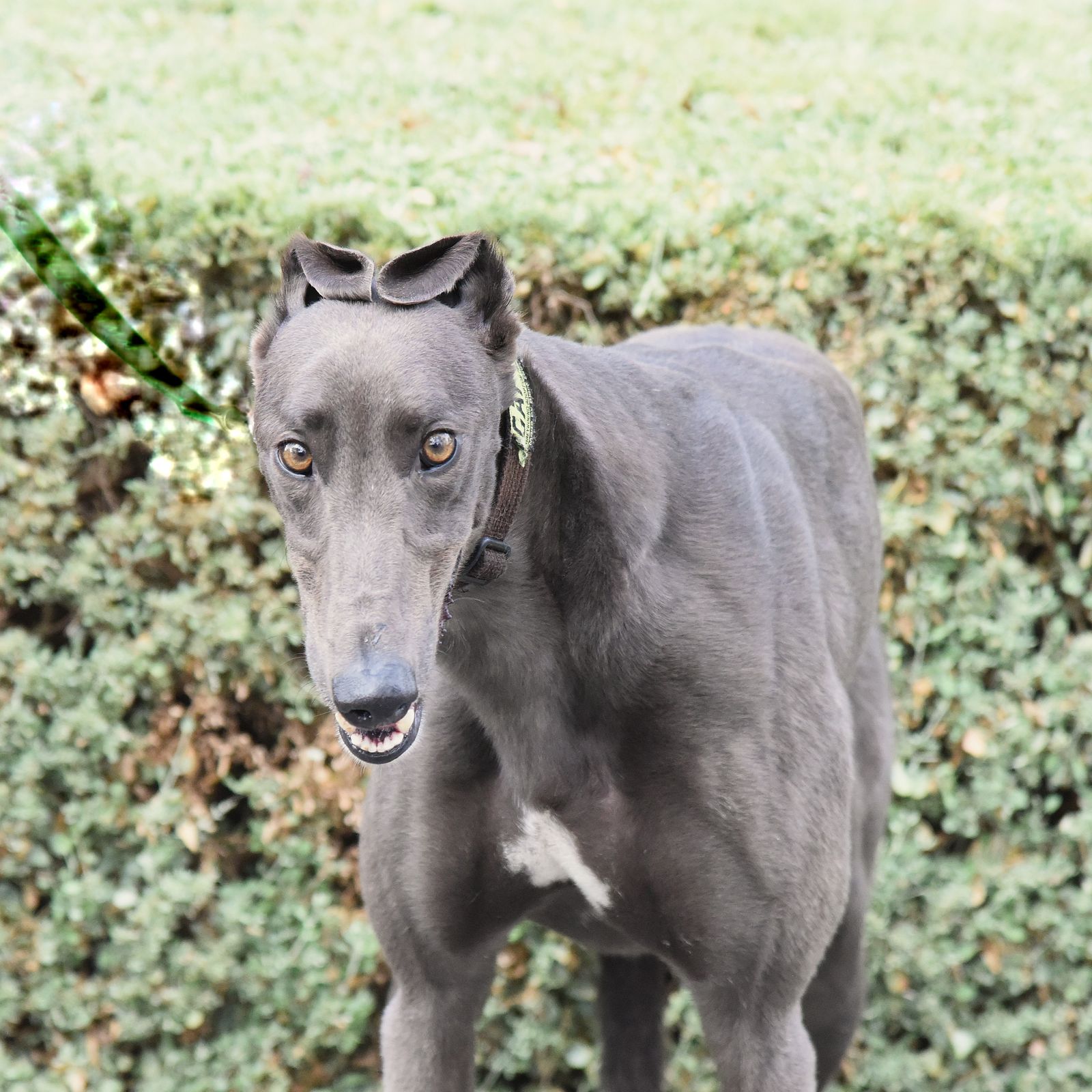 Adopt a Greyhound & Welcome a New Best Friend | Greyhound Adoption ...
