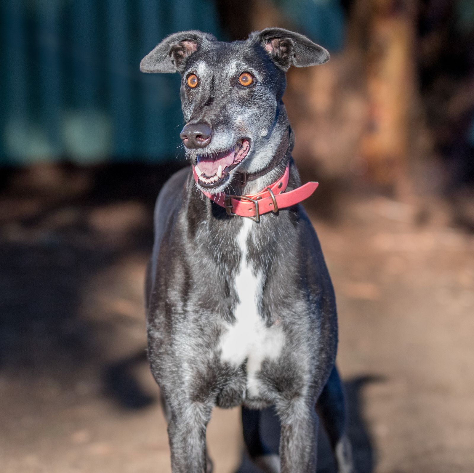 Adopt Mango ARP | Greyhound Adoption Program (GAP)