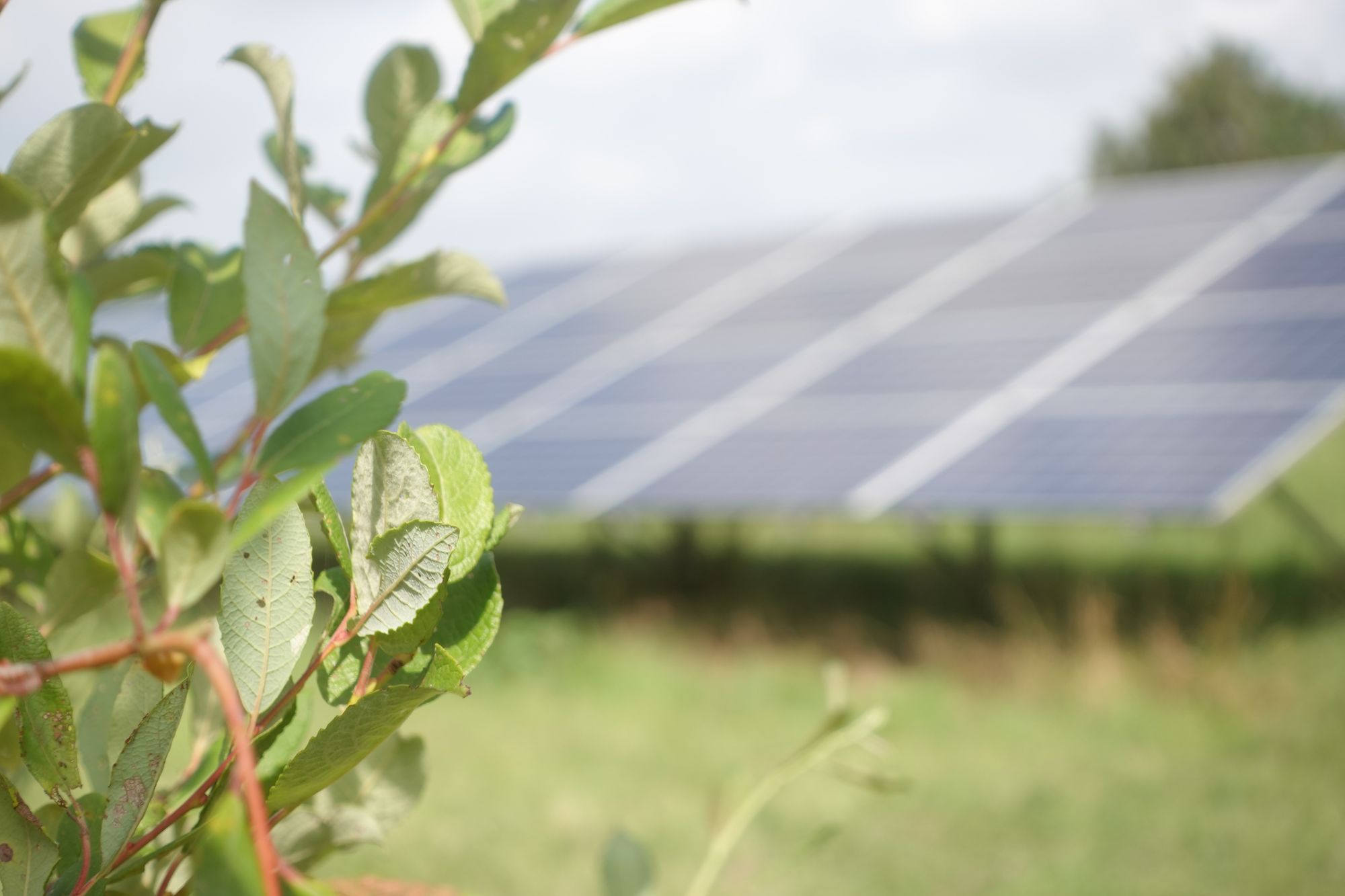 Basking in the sun: nine solar policy essentials | Downing