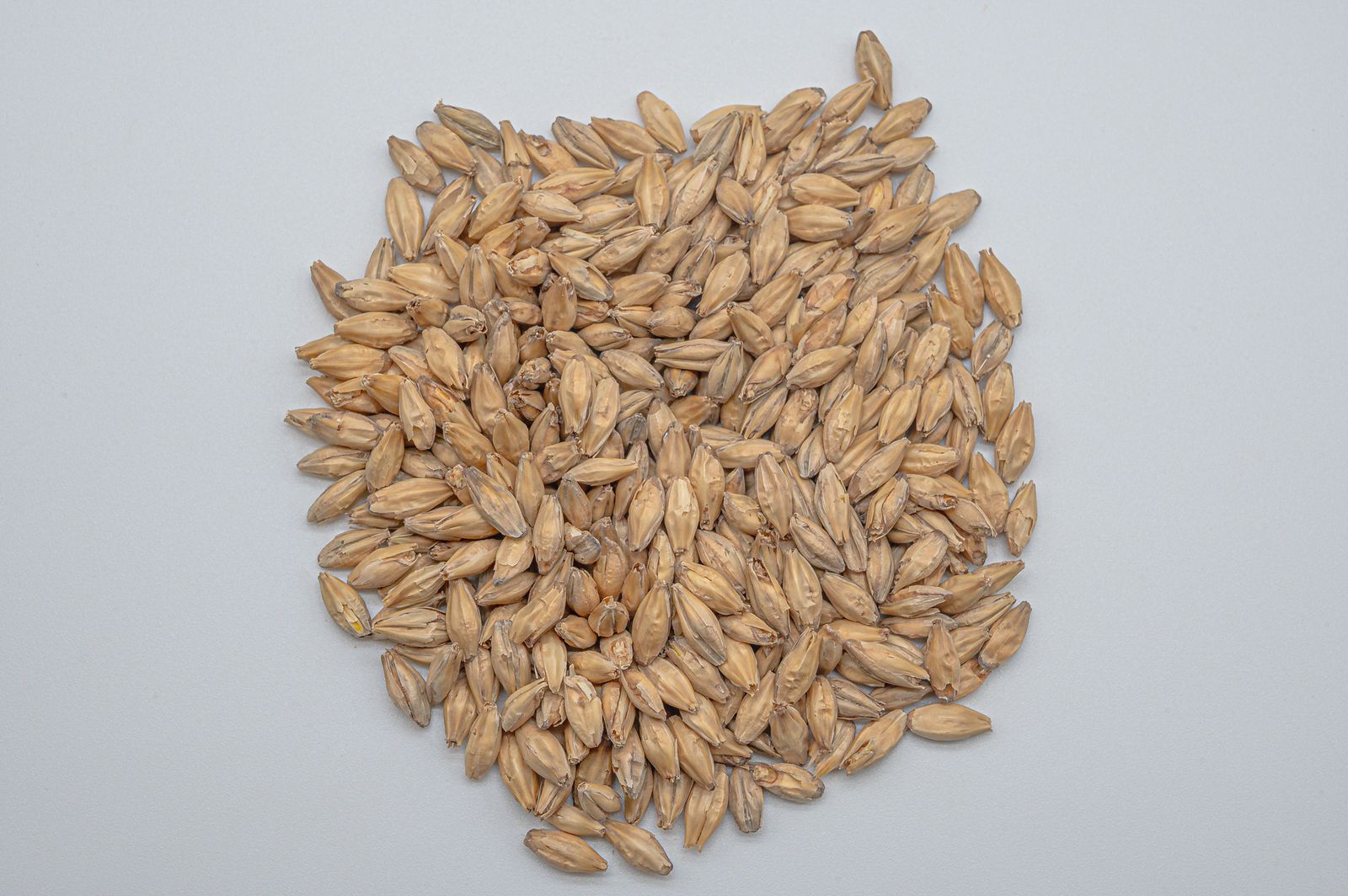Prairie Malt