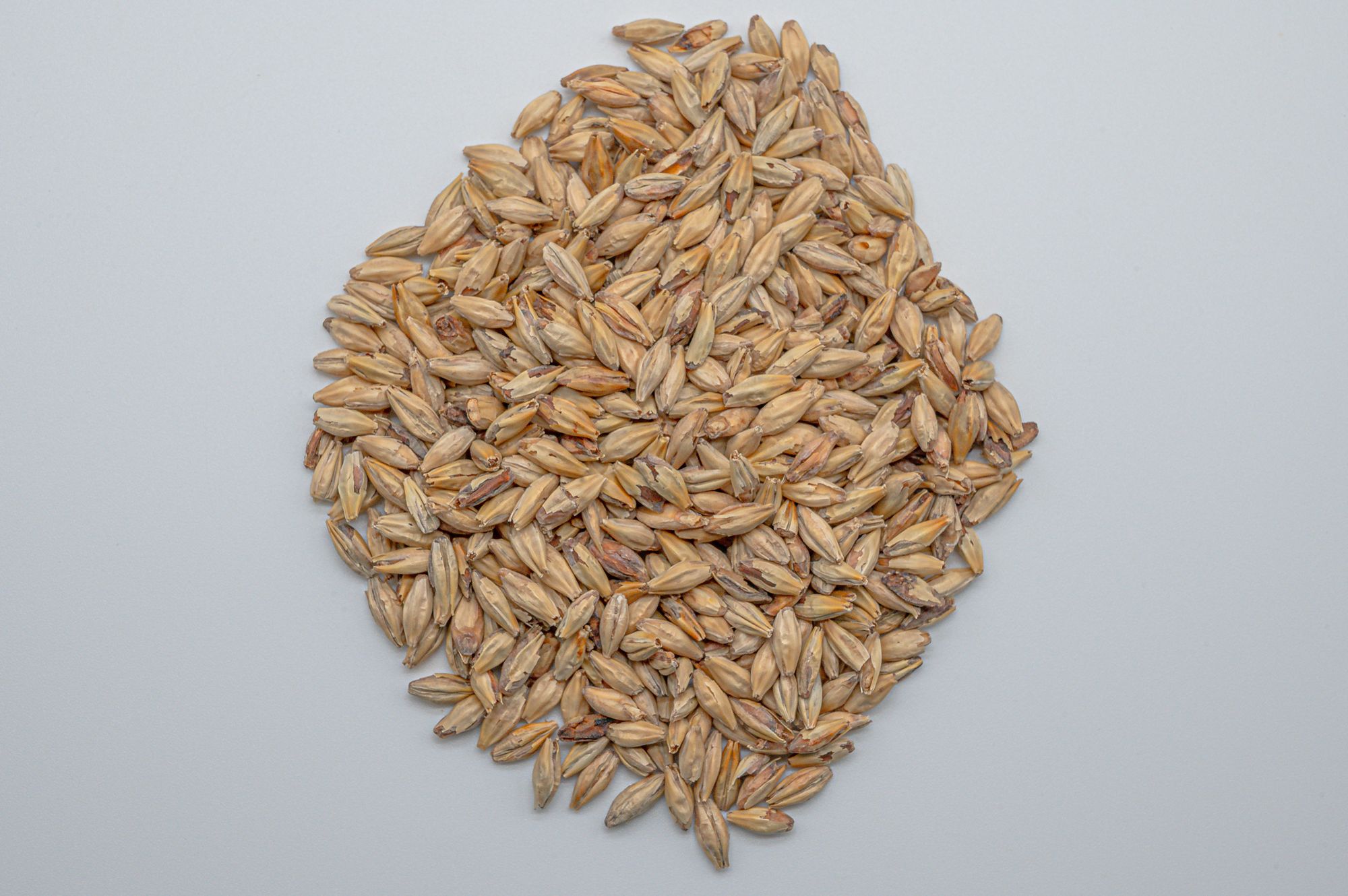Prairie Malt | 50+ Years of High-Performing Malts from Saskatchewan