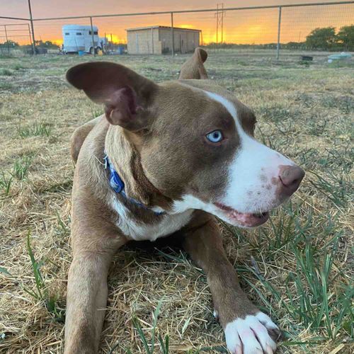 CoPilot Animal Rescue