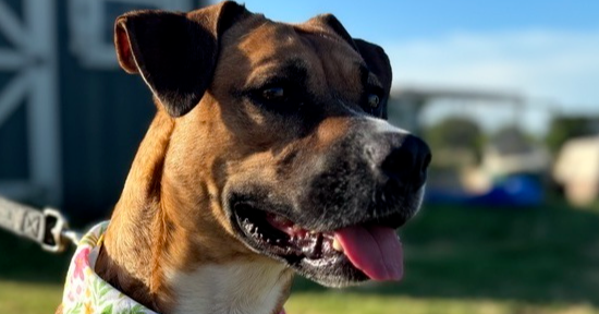 Adoptable Dogs & Foster Dogs in North Texas | CoPilot Animal Rescue