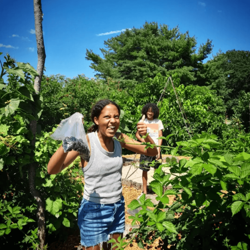 Red Fox Farm | CSA & Farmstand in Brentwood, NY