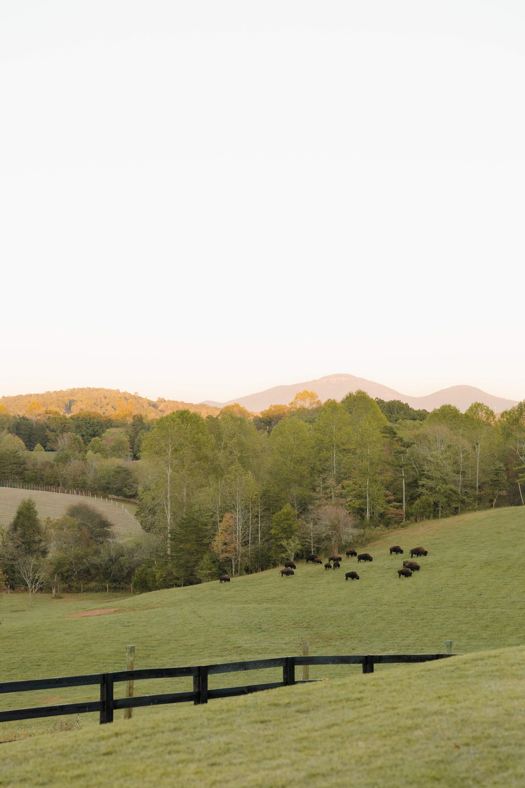 Bison | The Overlook at KC Bison Ranch