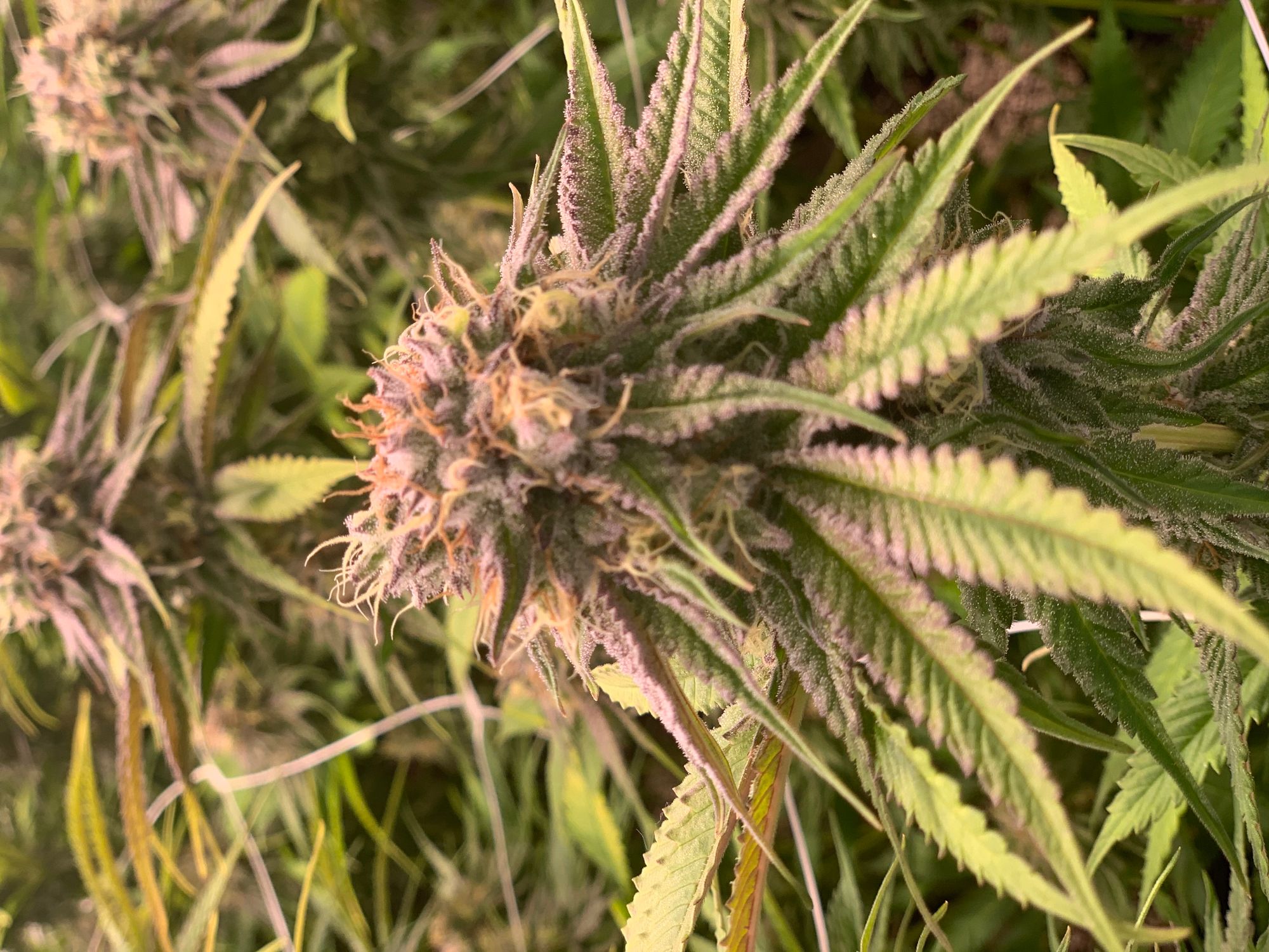 Manufacturing Operations Software for Regulated Industries | Elevated ...