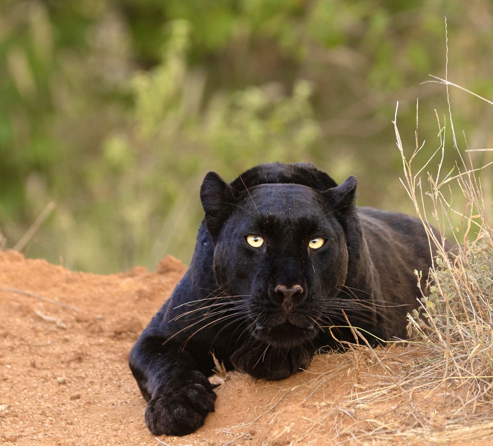 Meet Giza, the Black Leopard | Safari at Ol Gaboli Lodge, Laikipia, Kenya