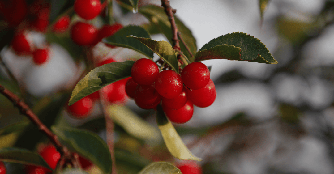 Dried Cherries - Traditional, No Added Sugar, and Organic | Shoreline Fruit