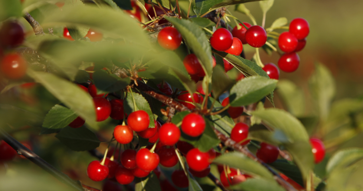 Cherry Pits | Shoreline Fruit